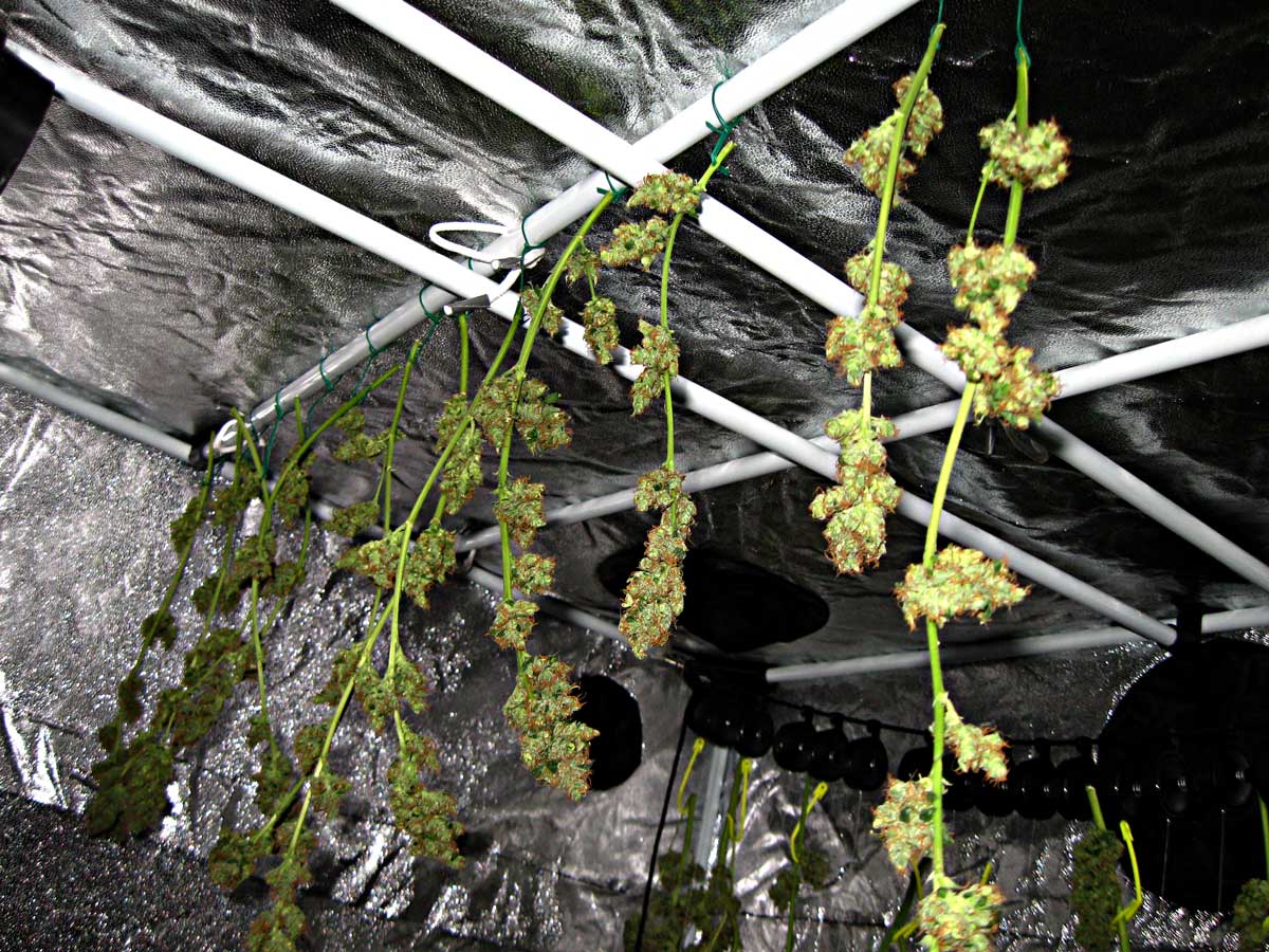 How To Dry and Cure Weed - The Ultimate Guide & FAQ