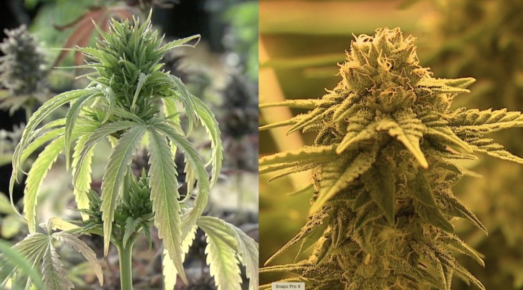 Marijuana Vs Hemp: CBD, Oil, Leaves, Differences in Appearance