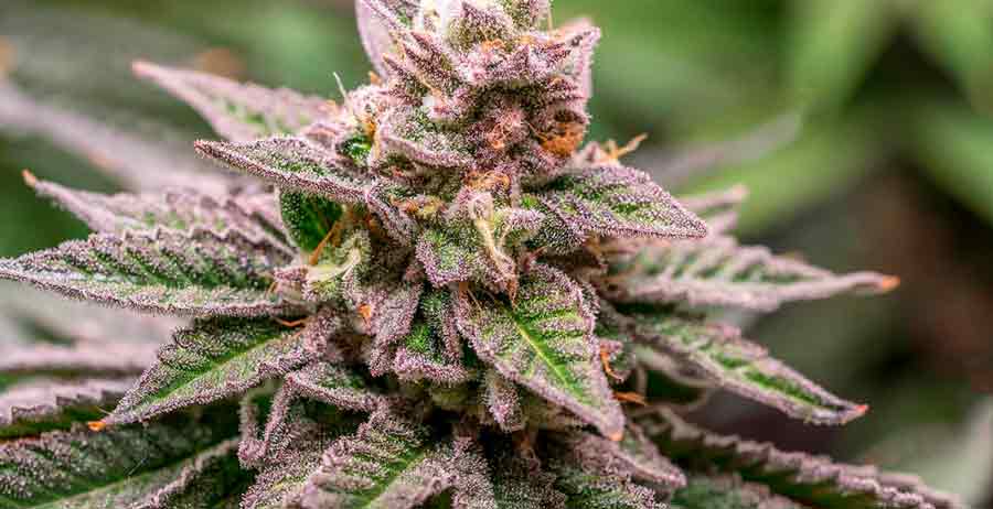 Chocolate Mint OG Strain - Cannabis Strain Reviews Chocolate Mint OG Strain - Cannabis Strain Reviews