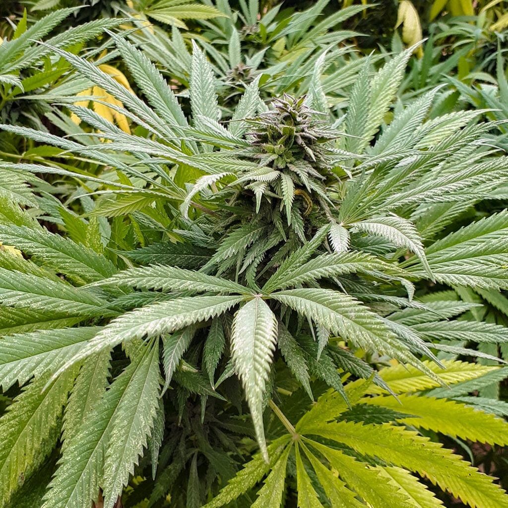 Panama Red Strain Review: Flavor, Effects, THC, and Grow Info